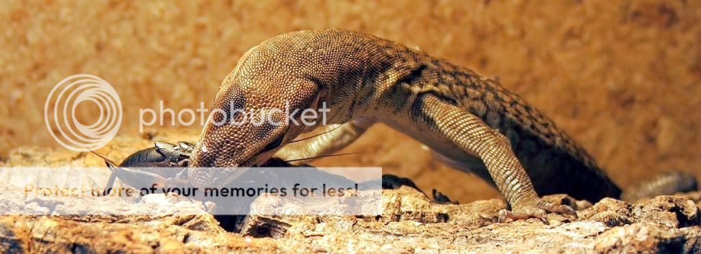 New Freckled Monitors | Reptile Forums