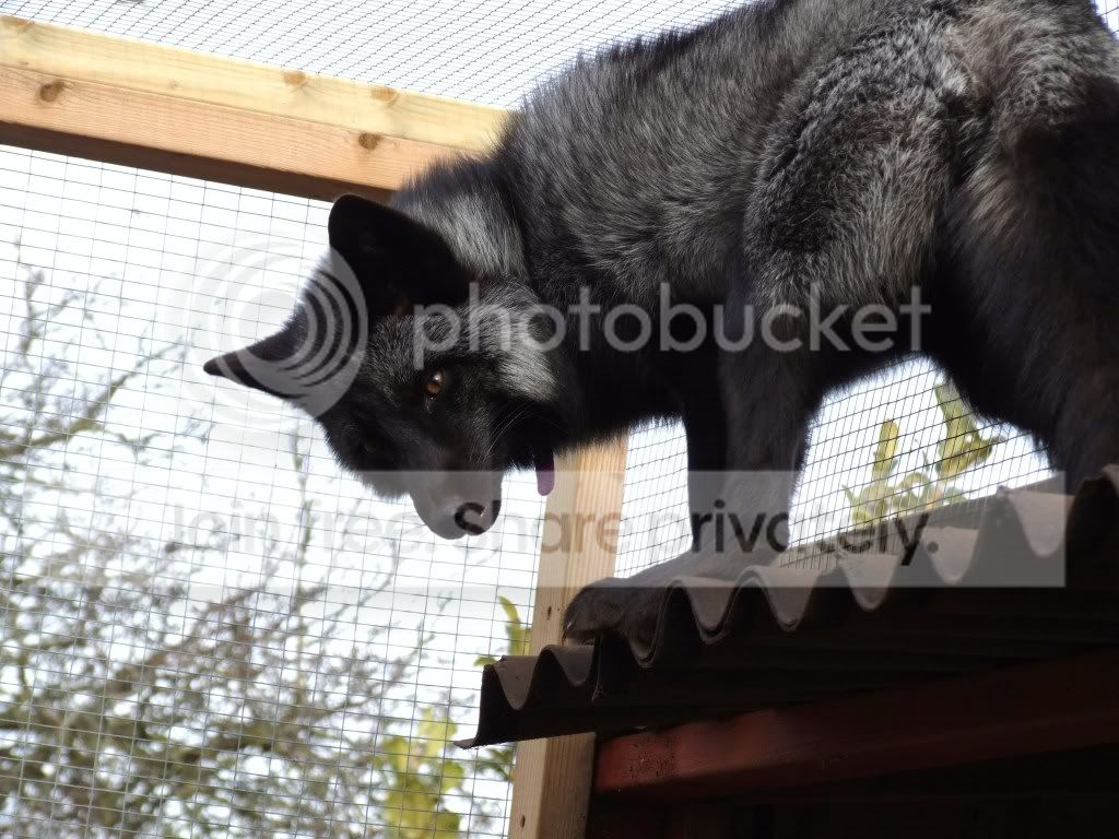 Pooka fox posing this afternoon.. | Reptile Forums