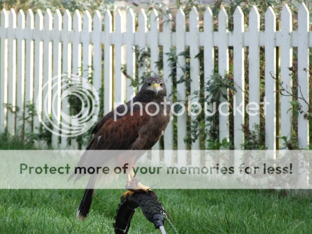Female Harris Hawk, north cambs | Reptile Forums